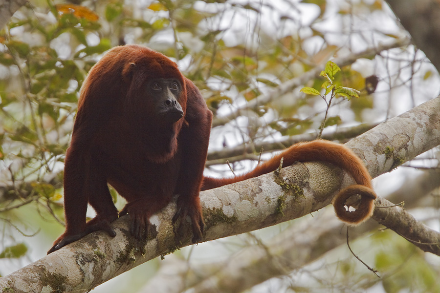 Quito and the Ecuadorian Amazon | Discover South America
